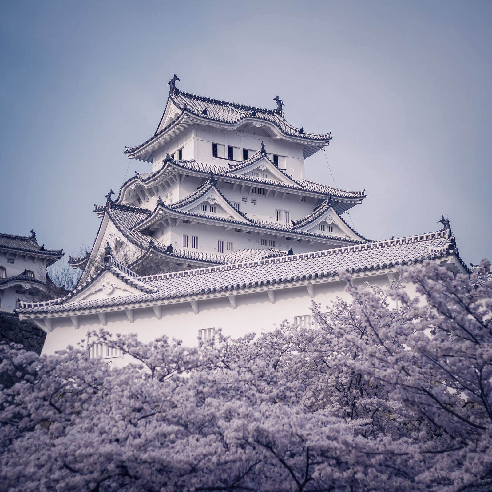The 5 Best Places to See Cherry Blossom in Japan 2025 - RGWords